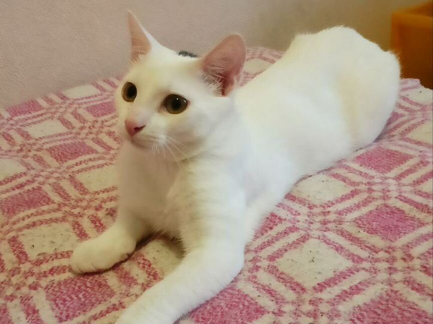 Красивый котёнок:спасён с улицы,ищем ему дом