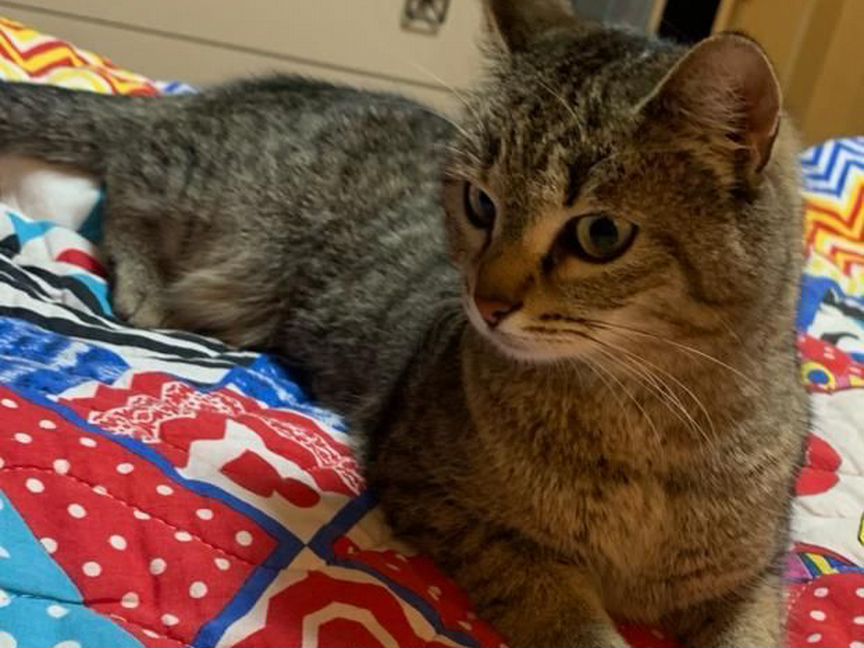 Девочка 8 мес стерилизована