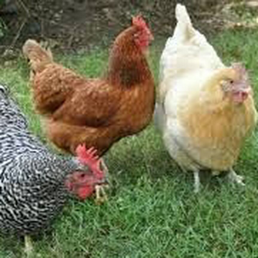 Идеальные домашние куры от фермера
