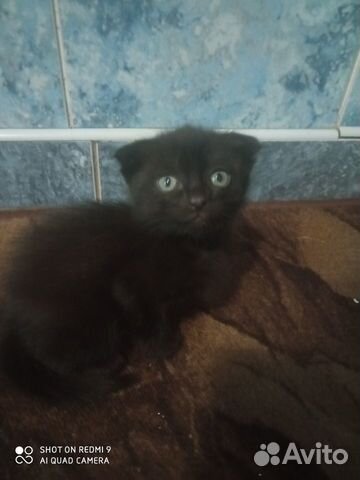 Котята (мама британская вислоухая)