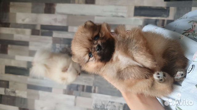 Померанский шпиц мини щенок