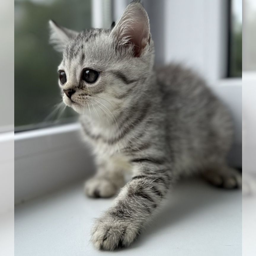 Кошечки девочки-красавицы