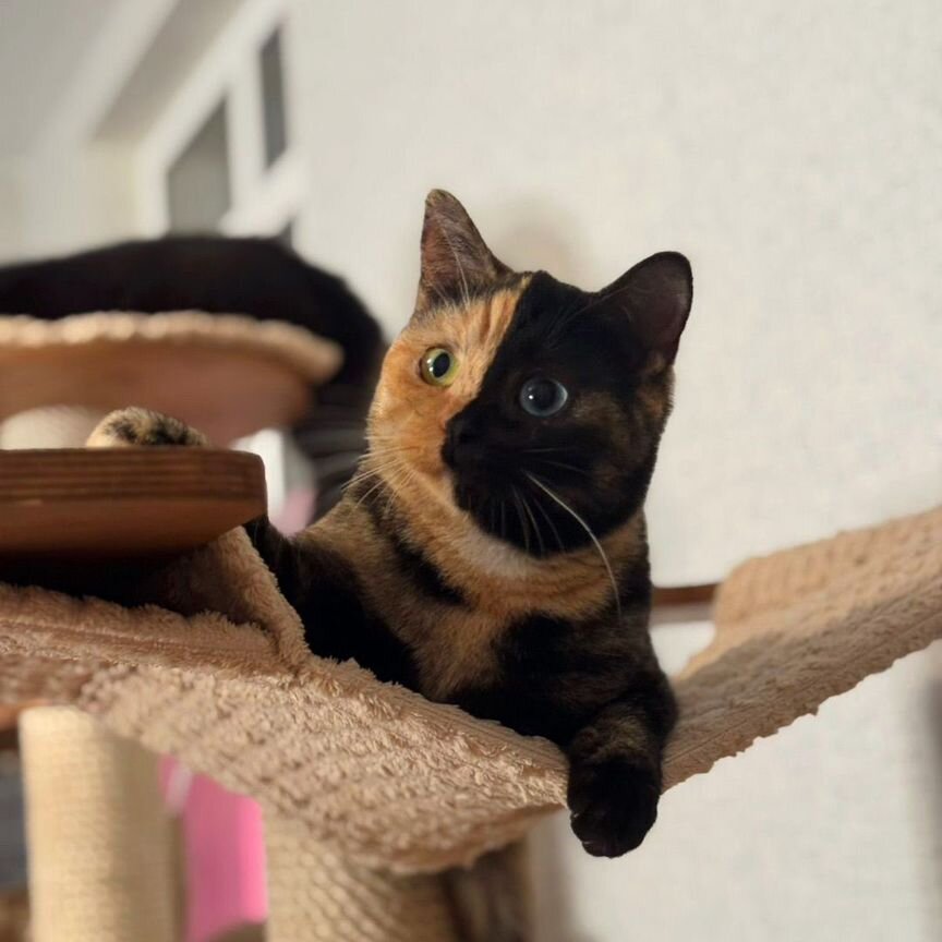 Химера Канадский сфинкс