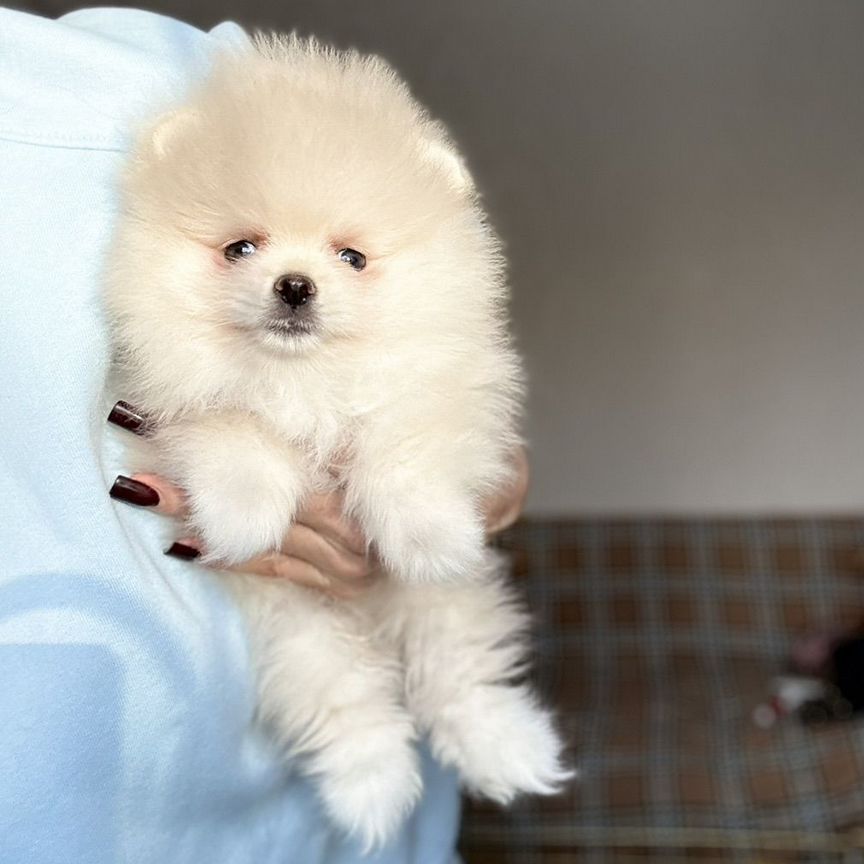 Померанский шпиц, щенок