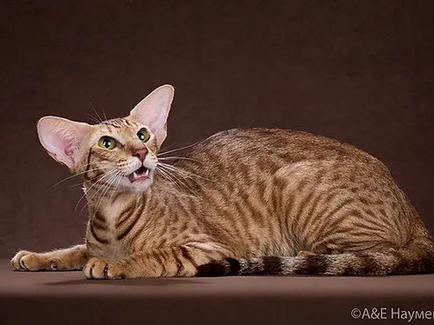 Ориентальная кошка