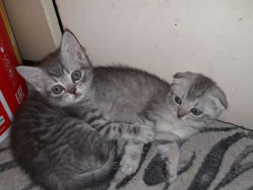 Шотландский вислоухий котенек