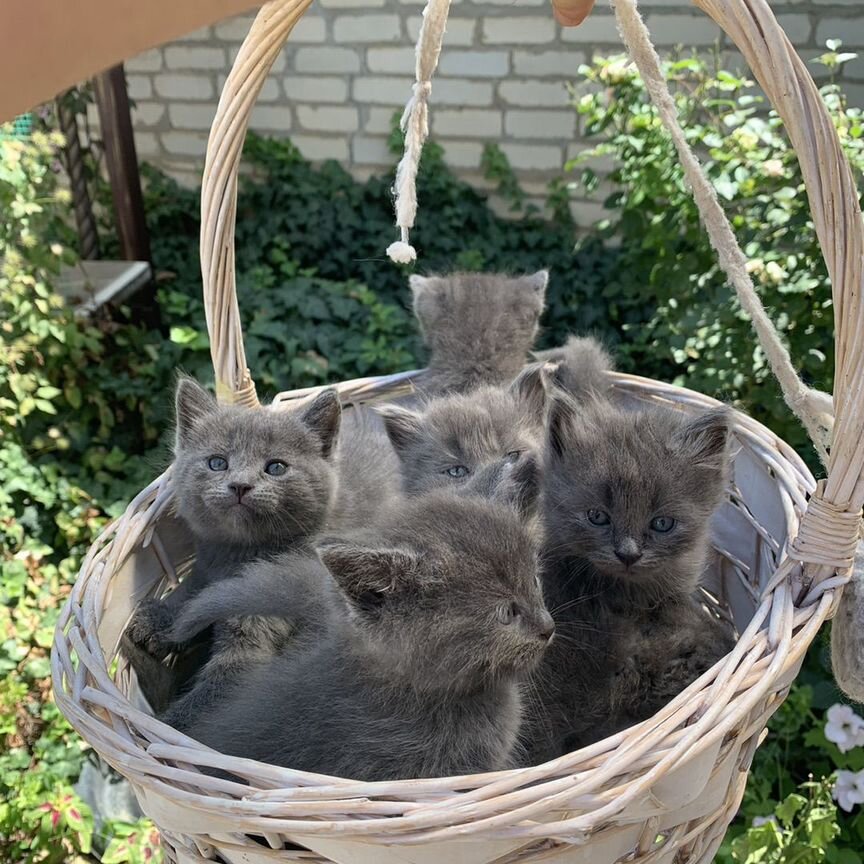 Серые котята