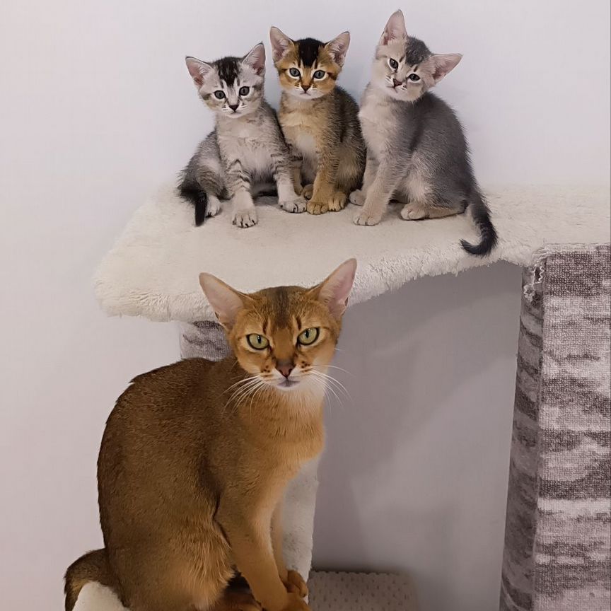 Абиссинские котята