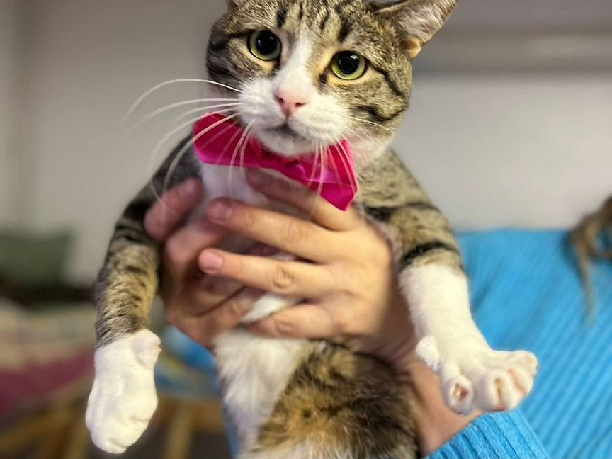 Котик ждет маму