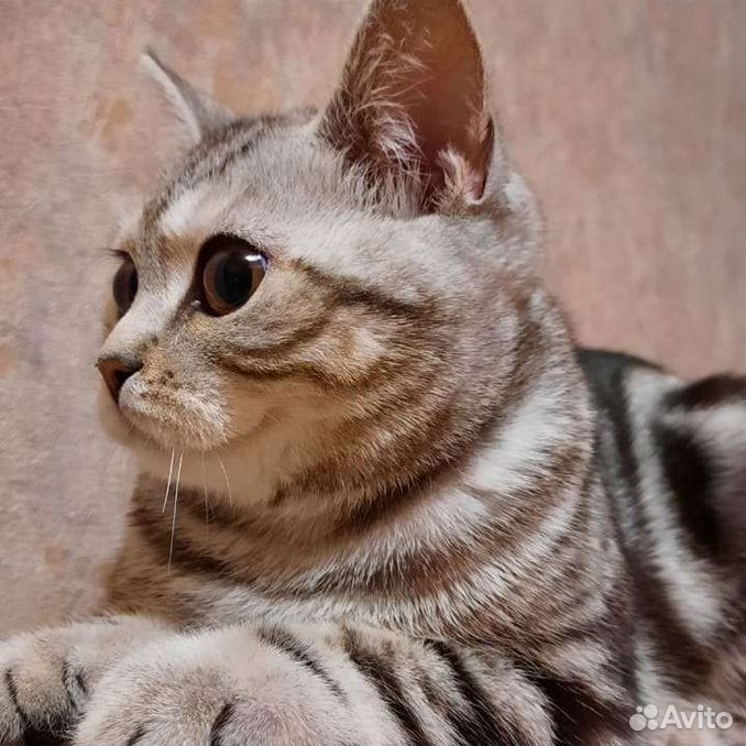 Американская короткошерстная кошка