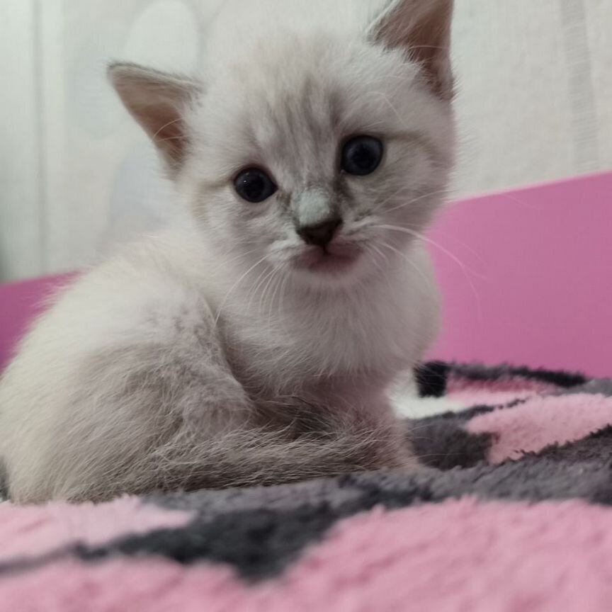 Котята в добрые руки бесплатно