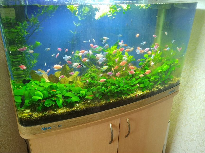 Аквариум jebo 165 л