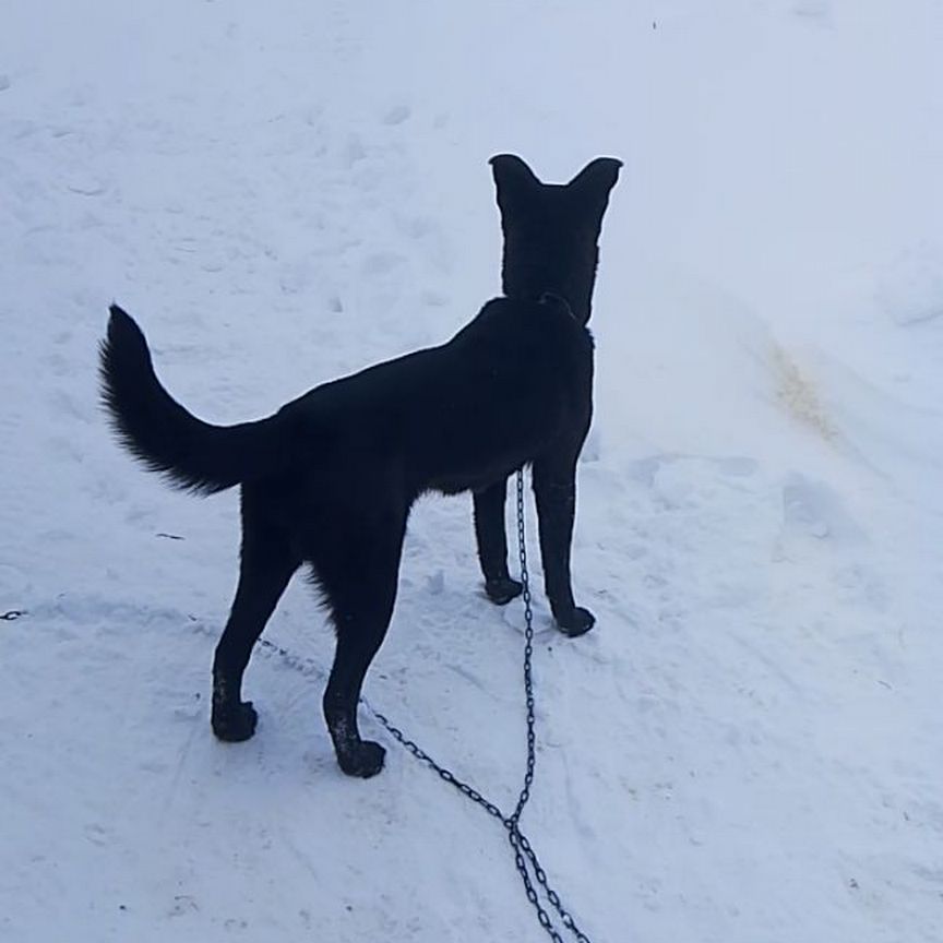 Продается Собака