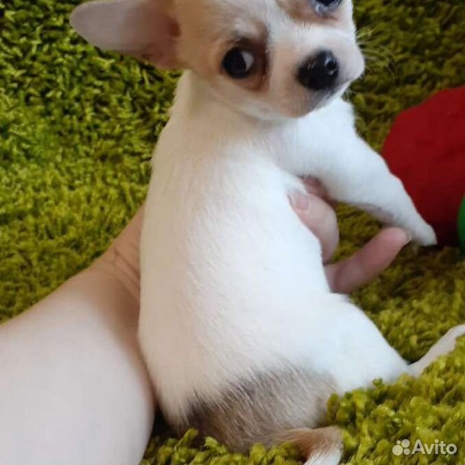 Чишка- малышка голубогенная