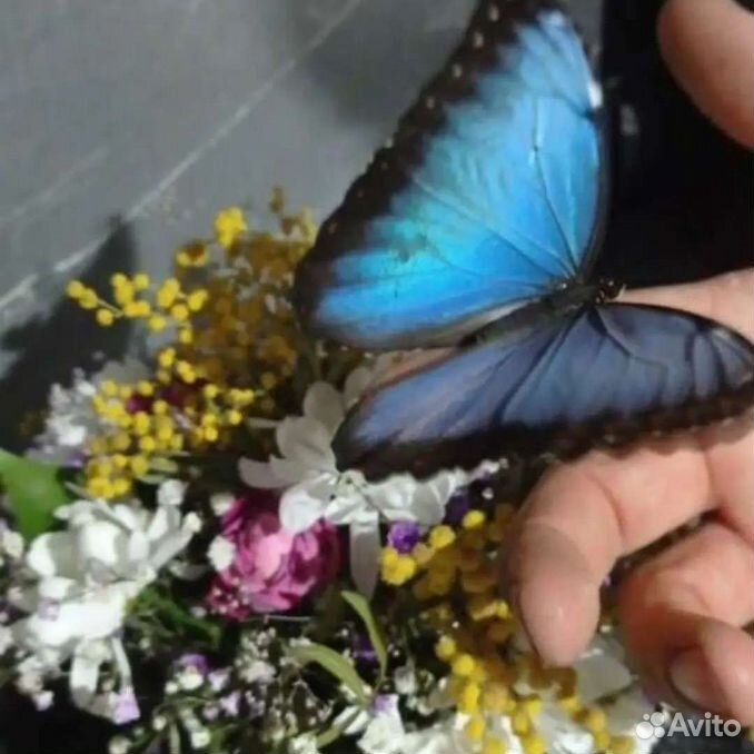 Ферма бабочек у вас дома