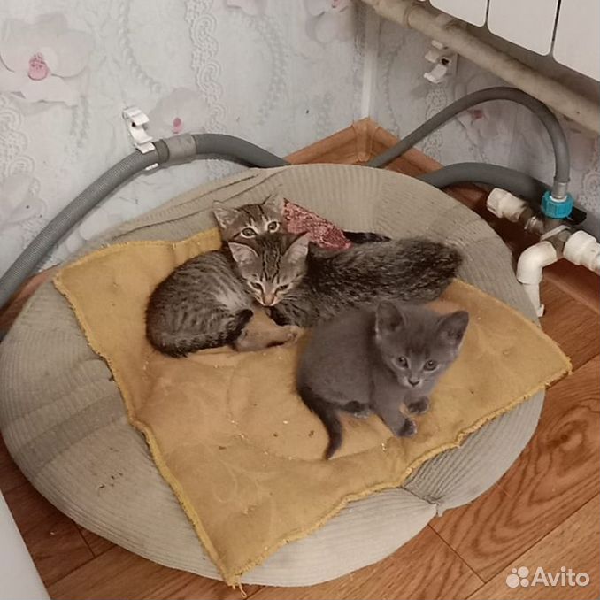 Котятки в хорошую семью бесплатно