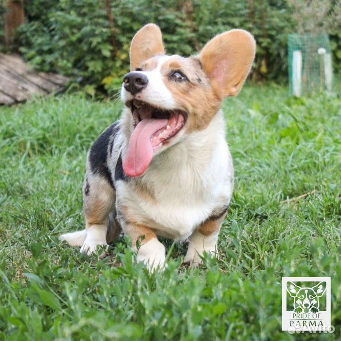 Разноглазая красотка корги кардиган