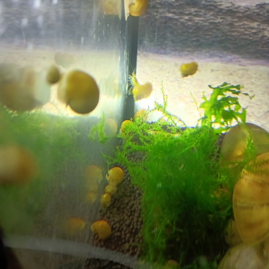 Улитки аквариумные ампулярии