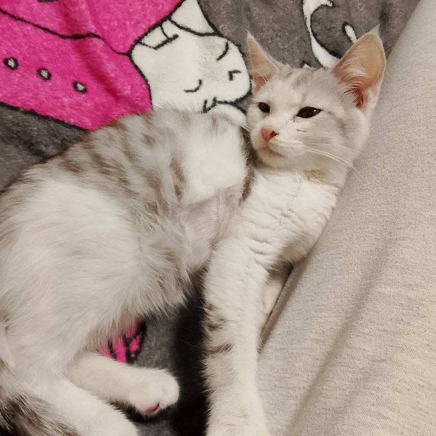 Котик маленький мальчик