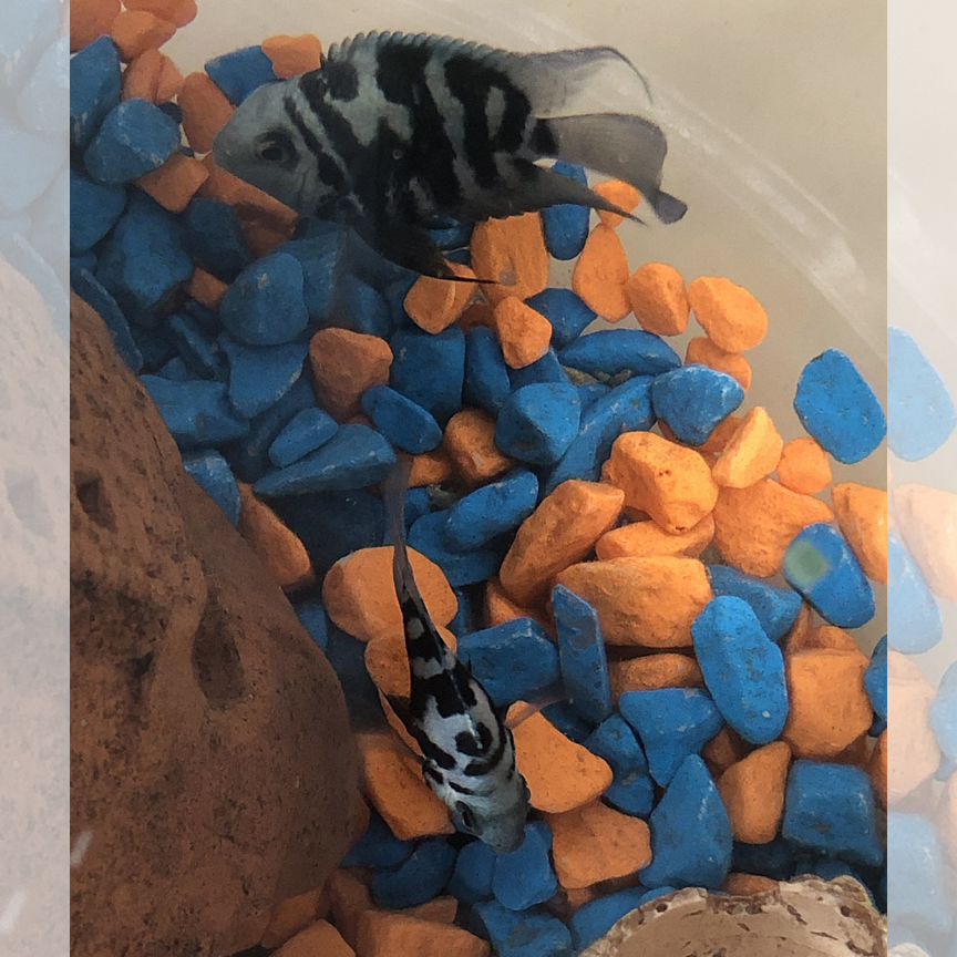 Отдам мальков сапфирового попугая