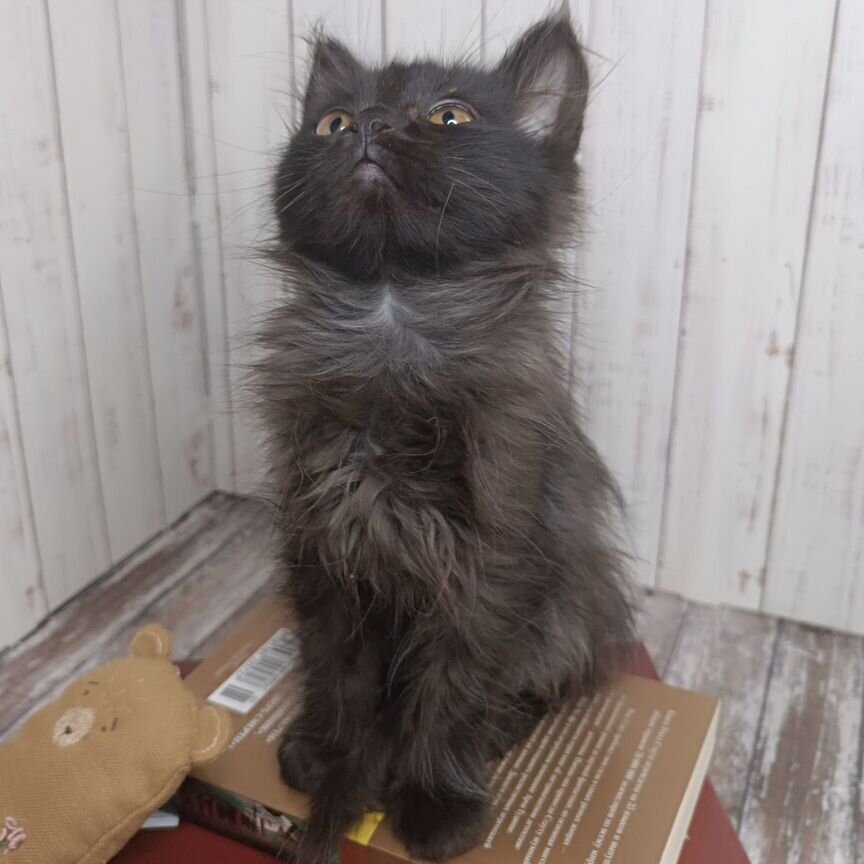 Котенок в добрые руки