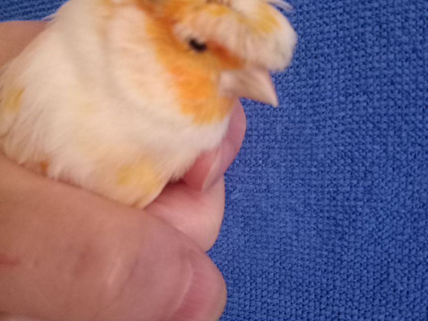 Кенара и канарейки