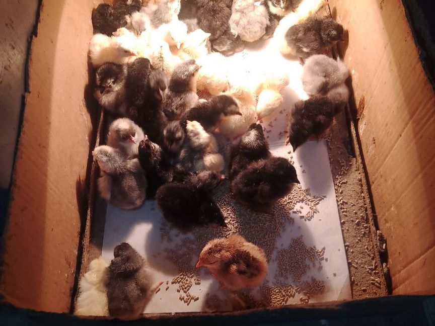 Куры несушки домашние