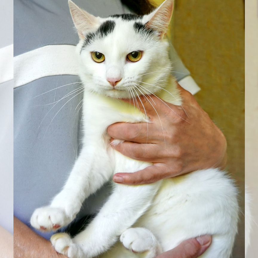 Красивый котик в добрые руки