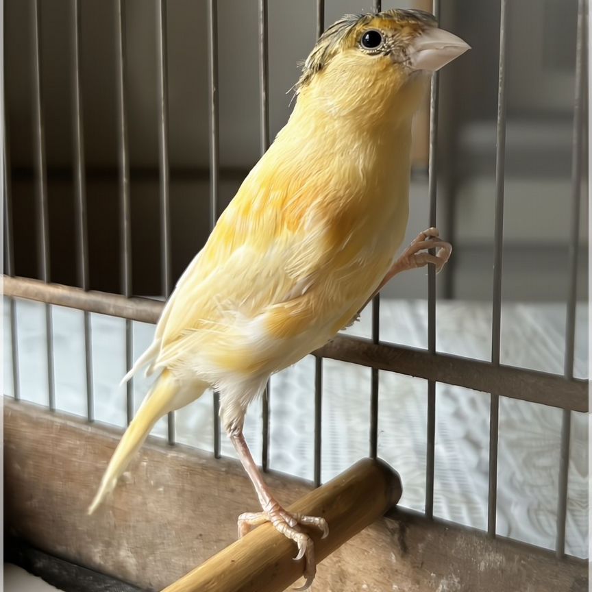 Кенар поющий молодой