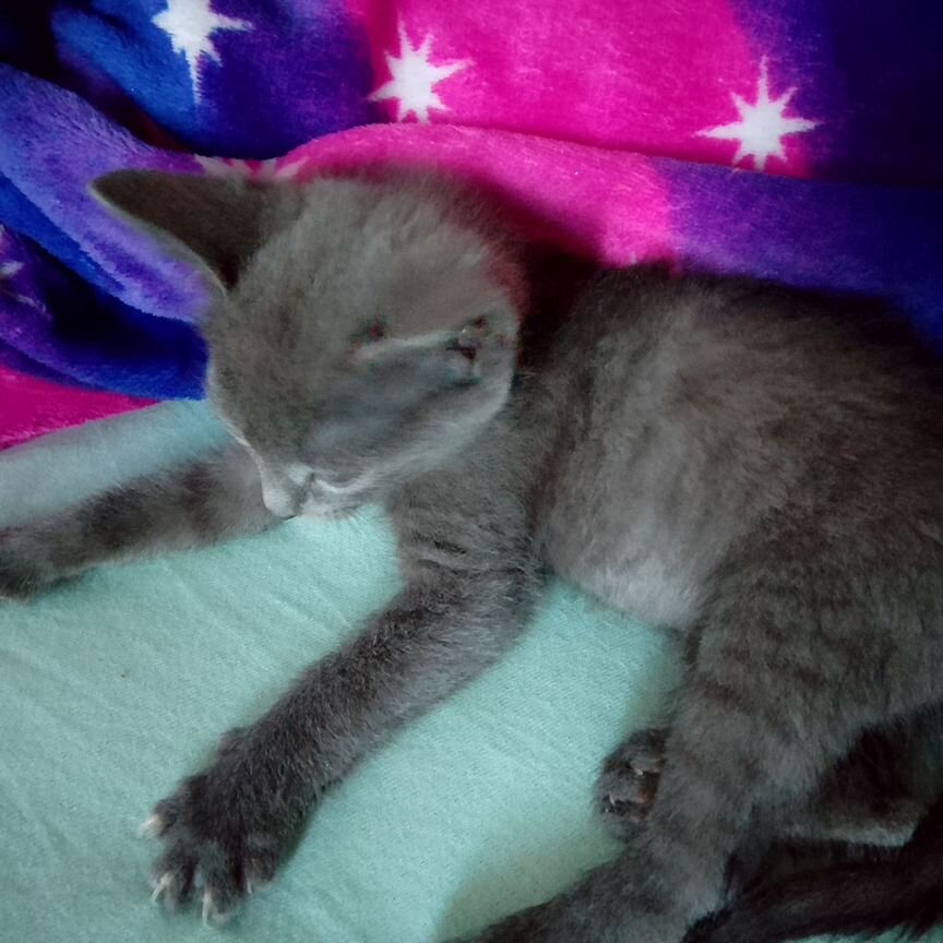 Котенок 1,5 месяца