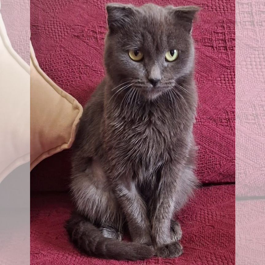 Кошечка котенок девочка