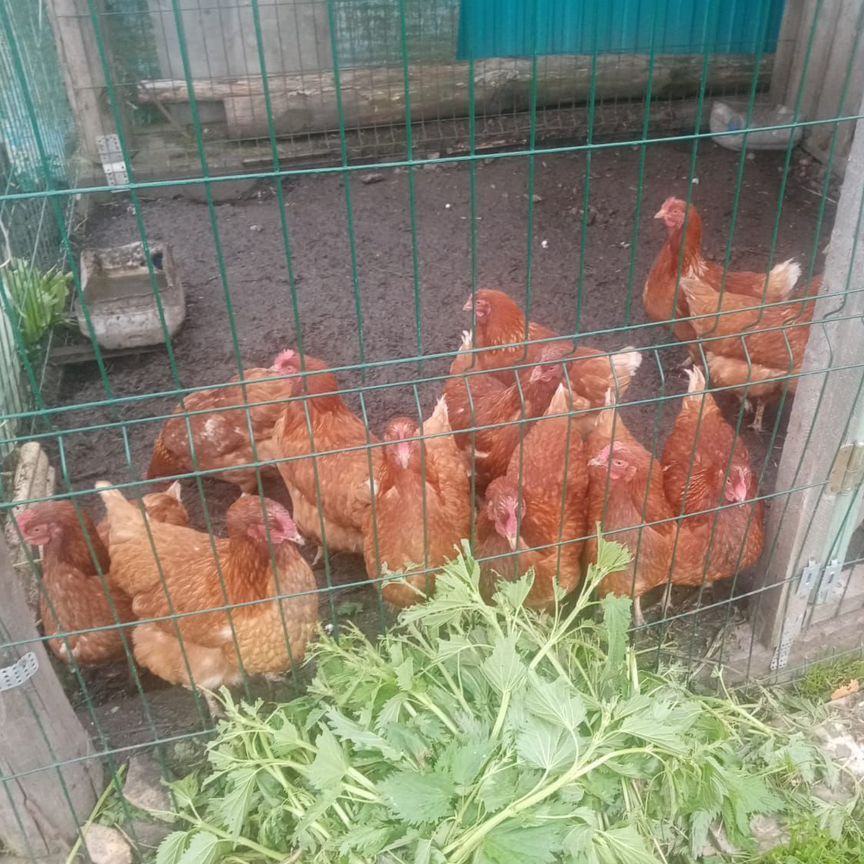 Куры несушки