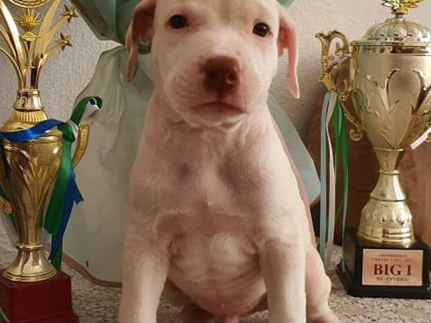 Шикарные малыши,с документами апбт