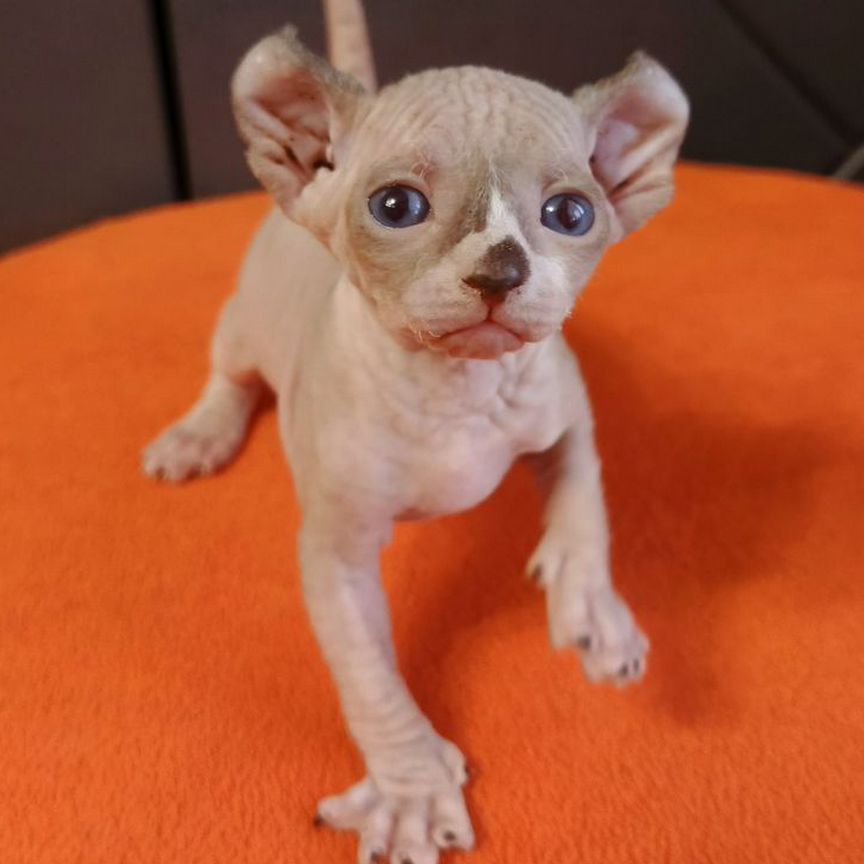 Канадский сфинкс котёнок