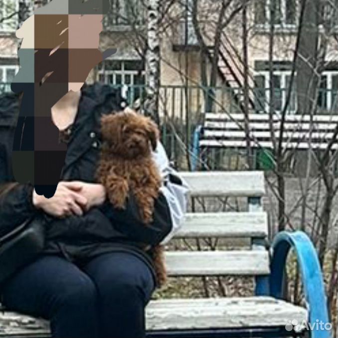 Тикап 16 см вязка и Щенки его в Москве