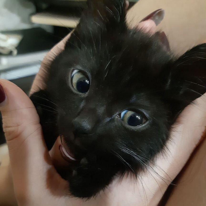 Котёнок в добрые руки