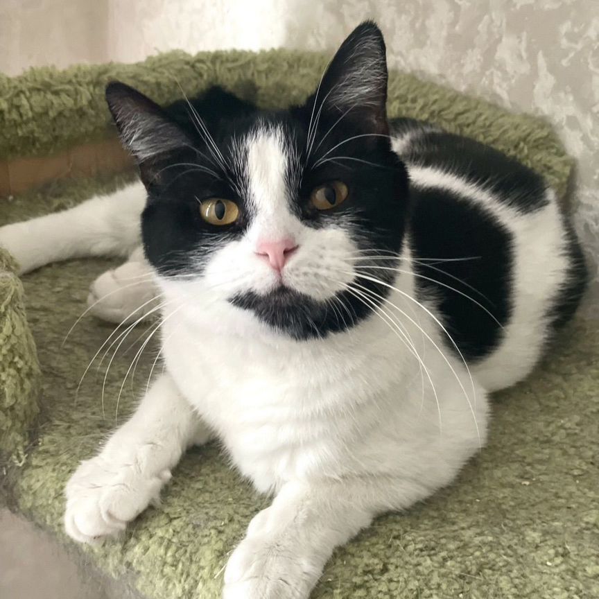 Сильвия очень хочет быть домашней и любимой