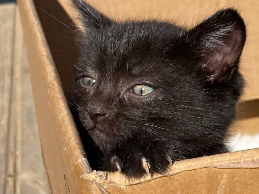 Котёнок ищет дом