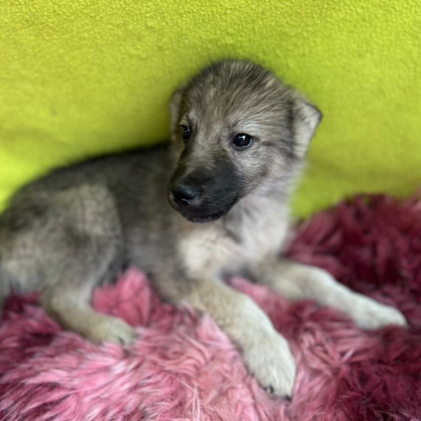 Щенулька ищет дом, привита