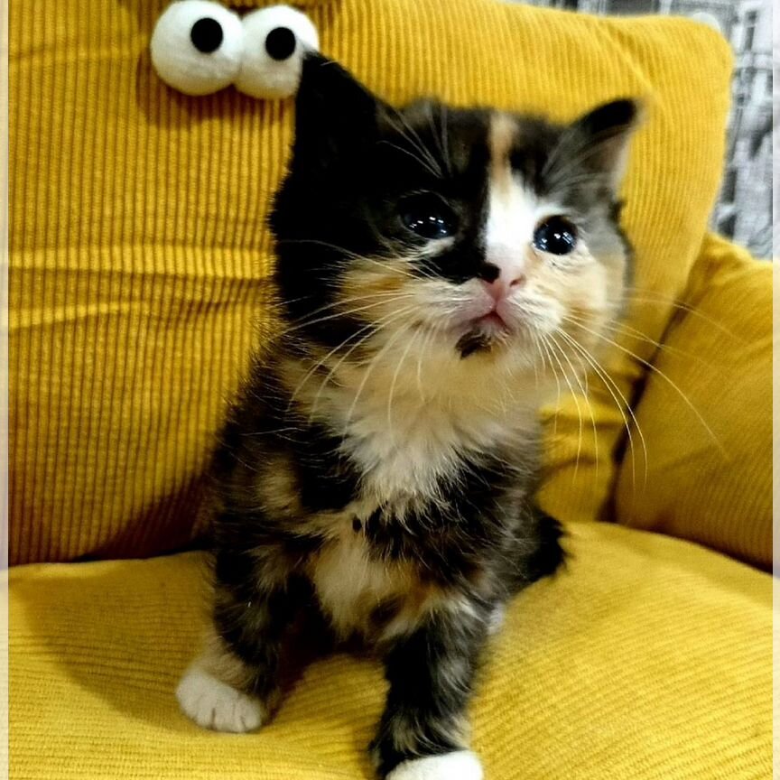 Котёнок в добрые руки