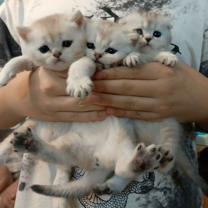 Шотландский прямоухий короткошёрстный котёнок