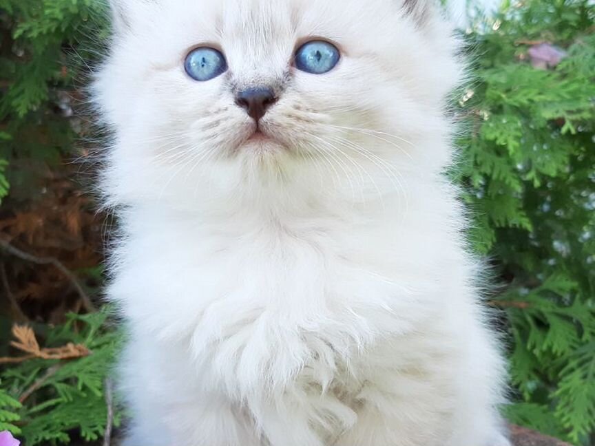 Невские маскарадные котятки