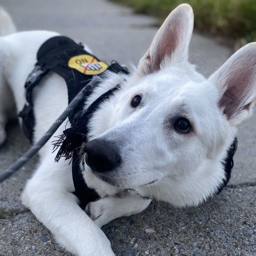 Белая швейцарская овчарка (8 мес)