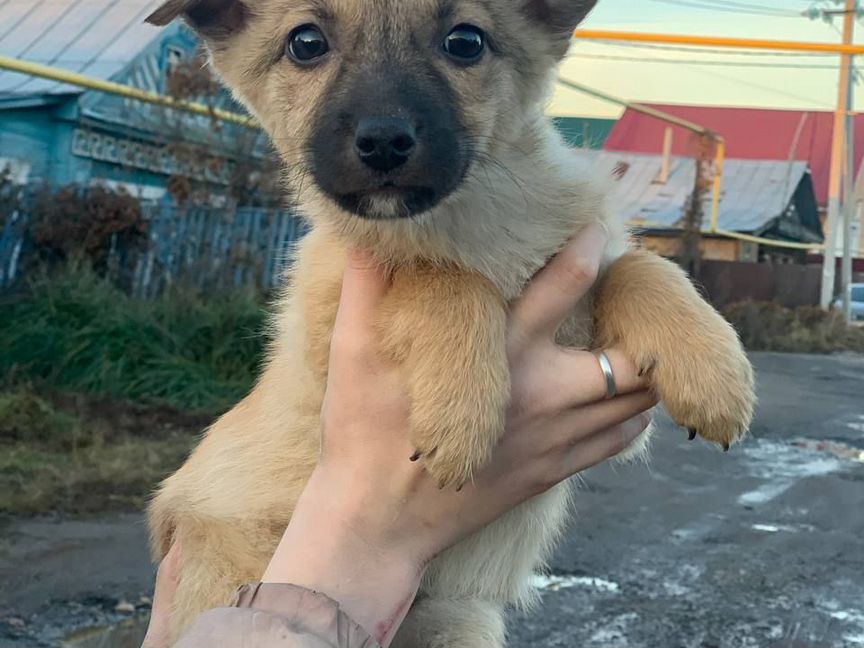 Щенок мальчик маленькой породы