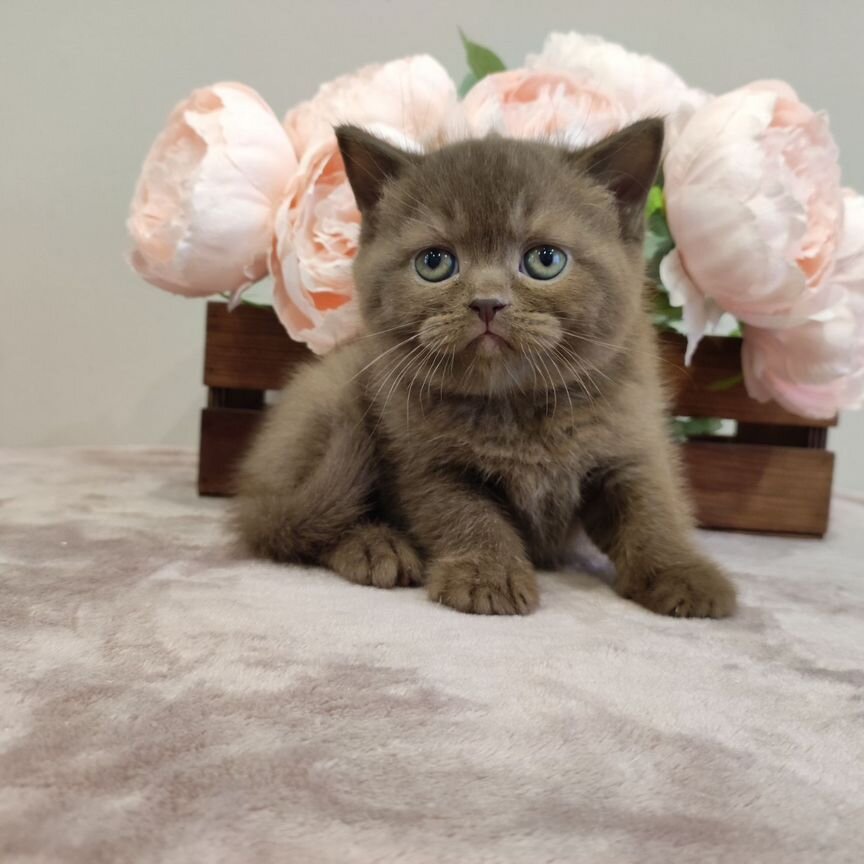 Британский короткошёрстный котик