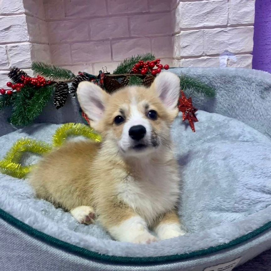 Вельш Корги Пемброк, щенок