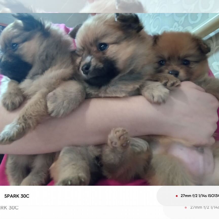 Немецкий шпиц, щенок