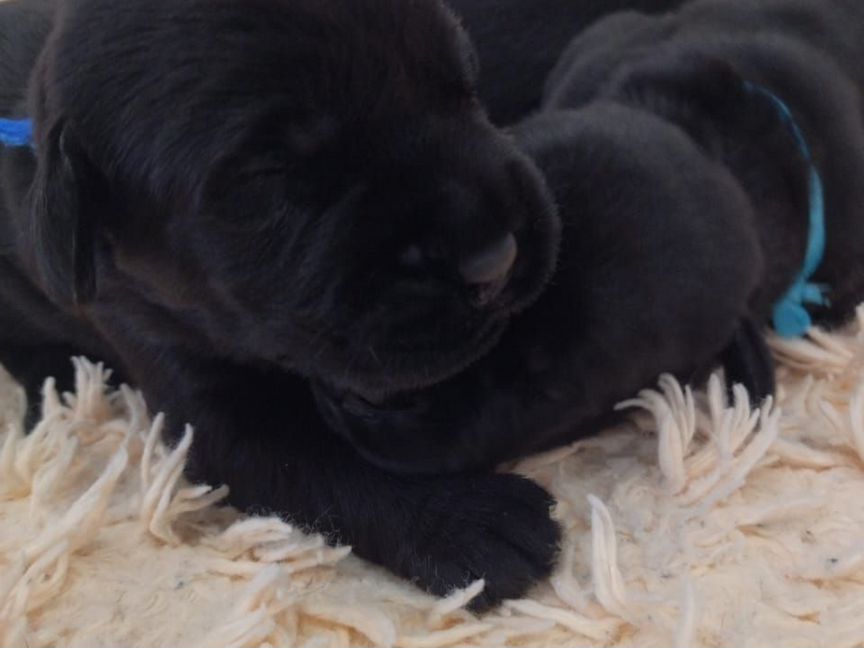 Щенки ризеншнауцера