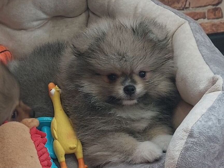 Мальчик и девочка шпицы крем-соболь