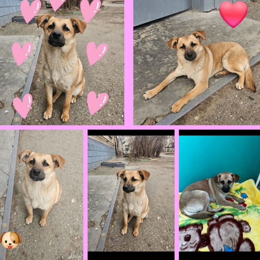 Собачка рыжулька